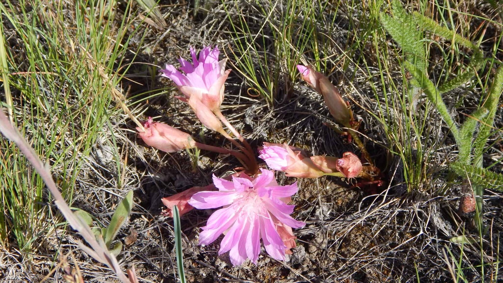 Walleye Fishing Techniques: Strategies To Success • 2025