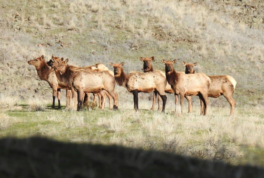 Elk Calls: The Art Of Calling In A Majestic Bull • 2025