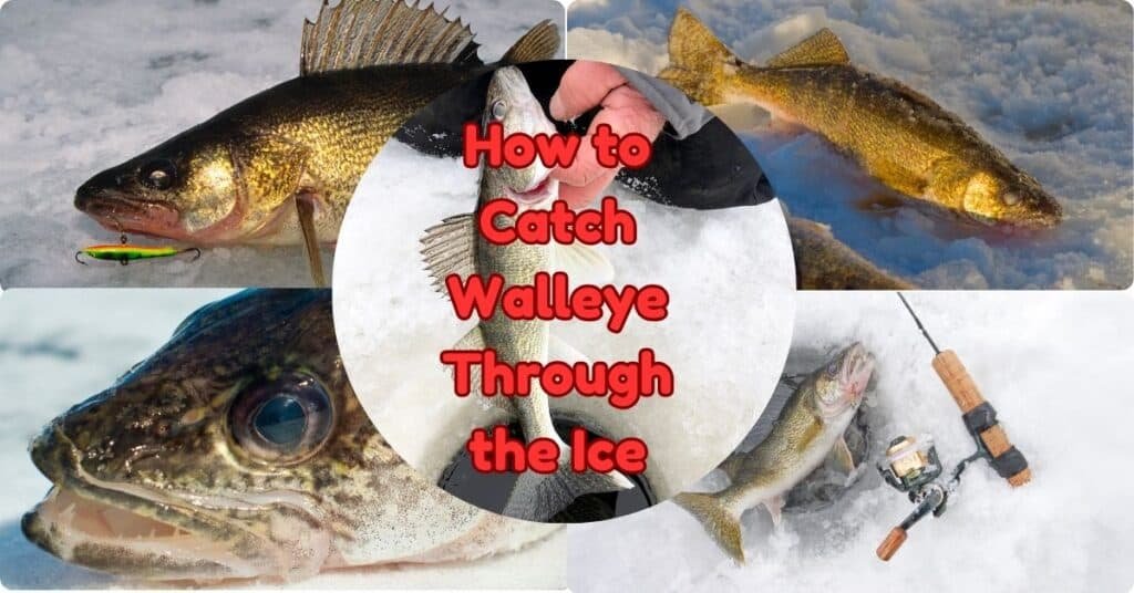 How To Catch Walleye Through The Ice: Expert Tips • 2025