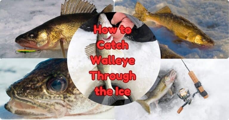 How To Catch Walleye Through The Ice: Expert Tips • 2025