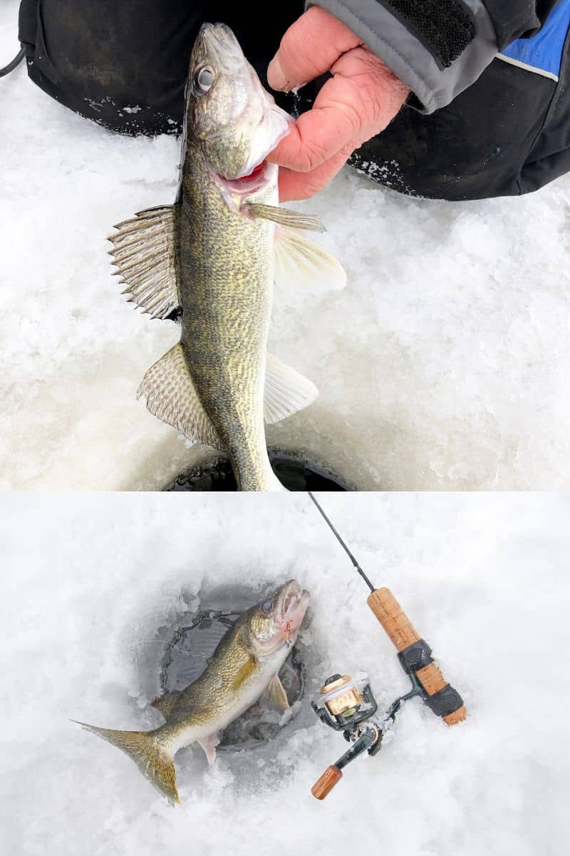 How To Catch Walleye Through The Ice: Expert Tips • 2025