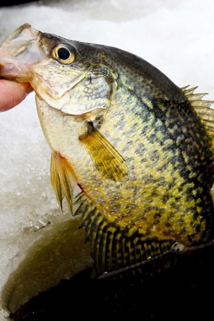 Ice Fishing For Panfish: Tips, Techniques, Best Gear • 2025