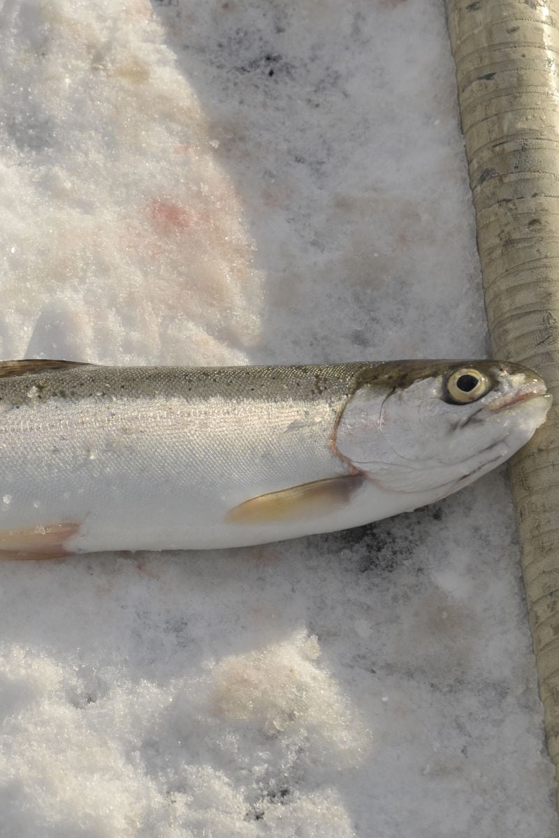 Ice Fishing For Trout: Expert Tips • 2026
